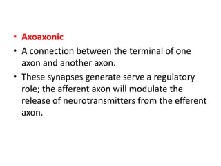 SYNAPSE.pptx 2 Synapse.pptx for 1sy year physiology | PPT | Free Download