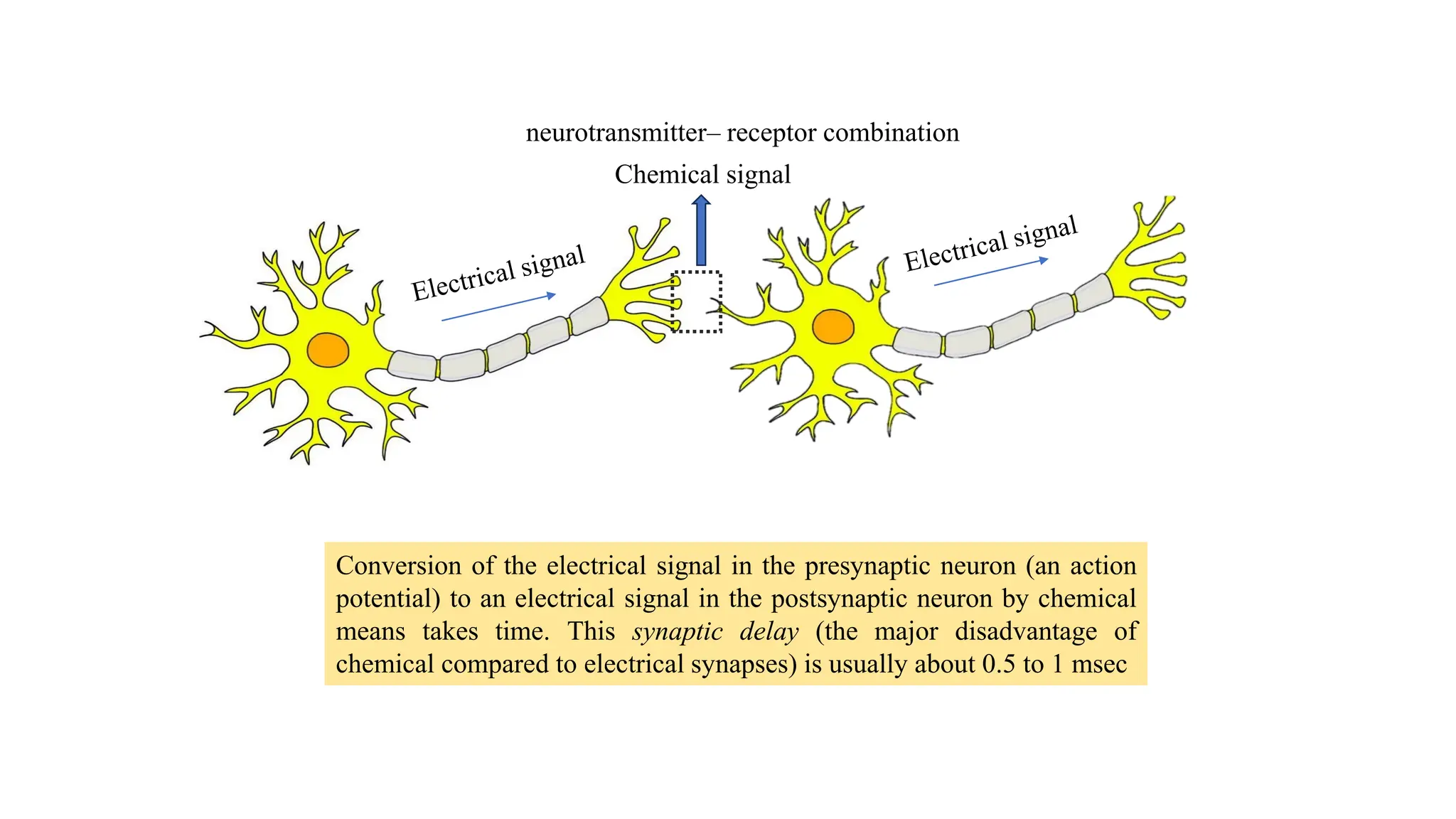 synapse types and classification and .pdf