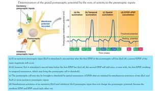 synapse types and classification and .pdf