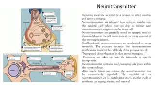 synapse types and classification and .pdf