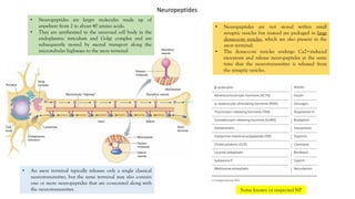 synapse types and classification and .pdf