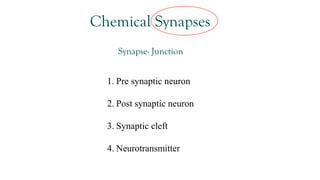 synapse types and classification and .pdf