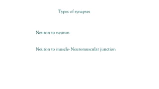 synapse types and classification and .pdf