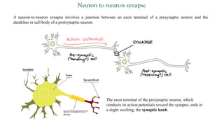synapse types and classification and .pdf