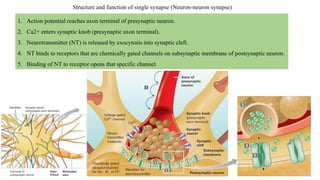 synapse types and classification and .pdf
