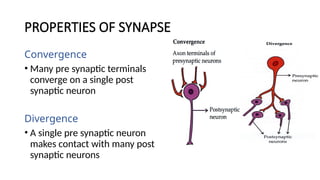 SYNAPSE between neurons and classification | PPTX