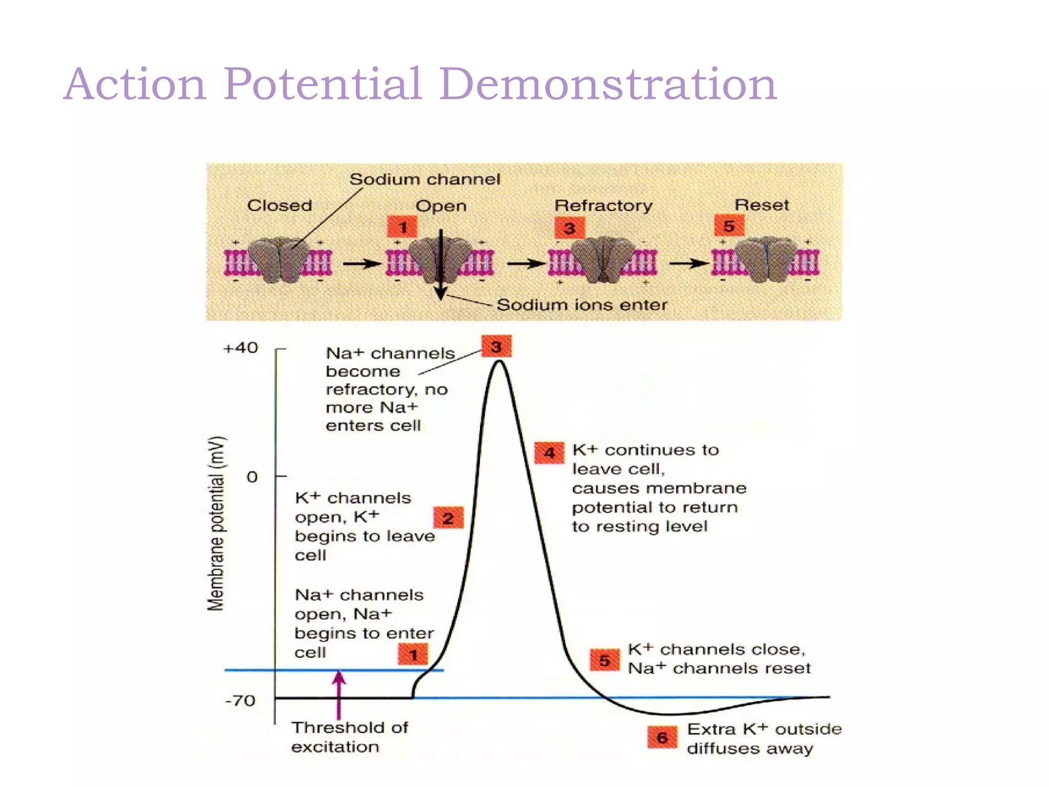 Synapse1 | PPT | Chemistry | Science