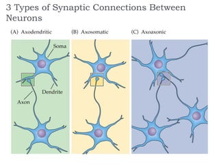 Synapse1 | PPT