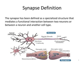 Synapse miltan chowdhury | PPTX