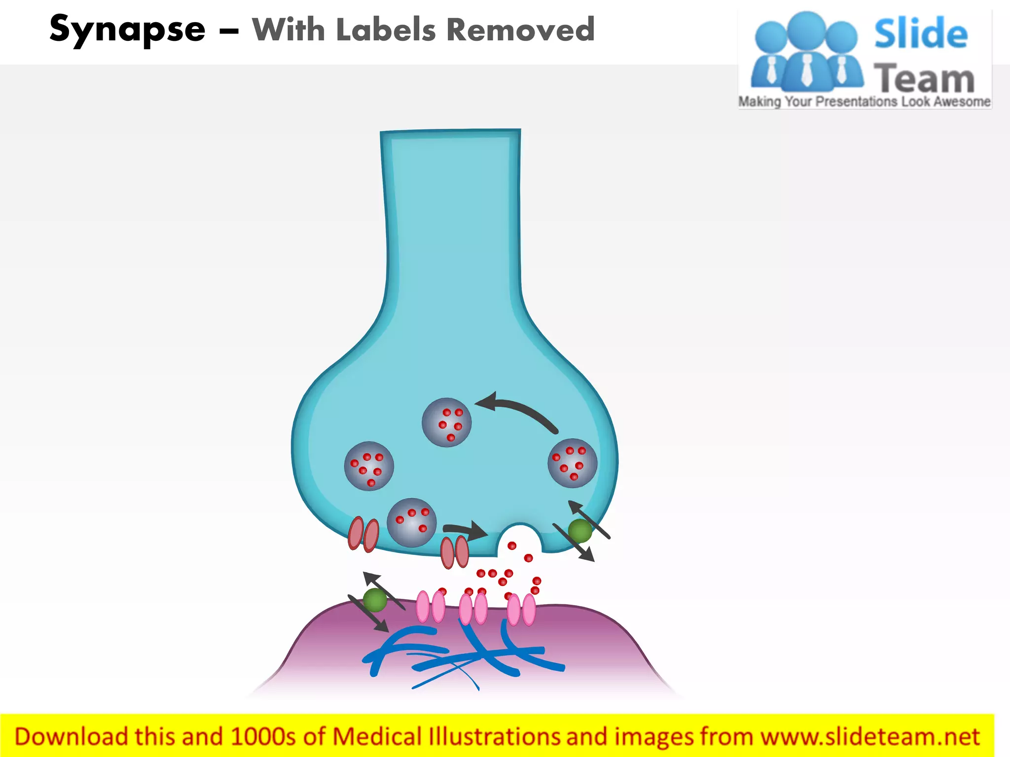 Synapse nervous system medical images for power point | PDF