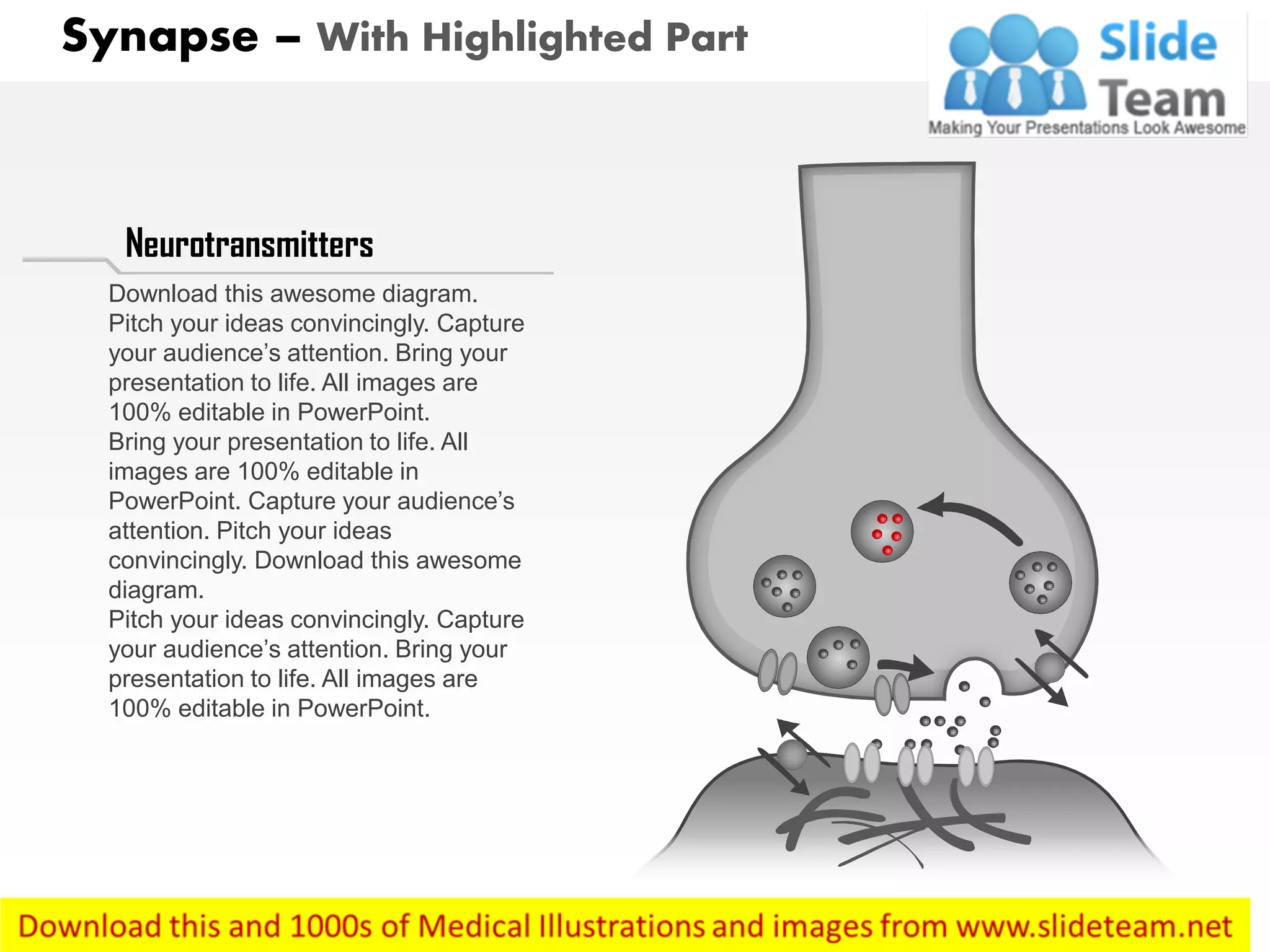 Synapse nervous system medical images for power point | PDF