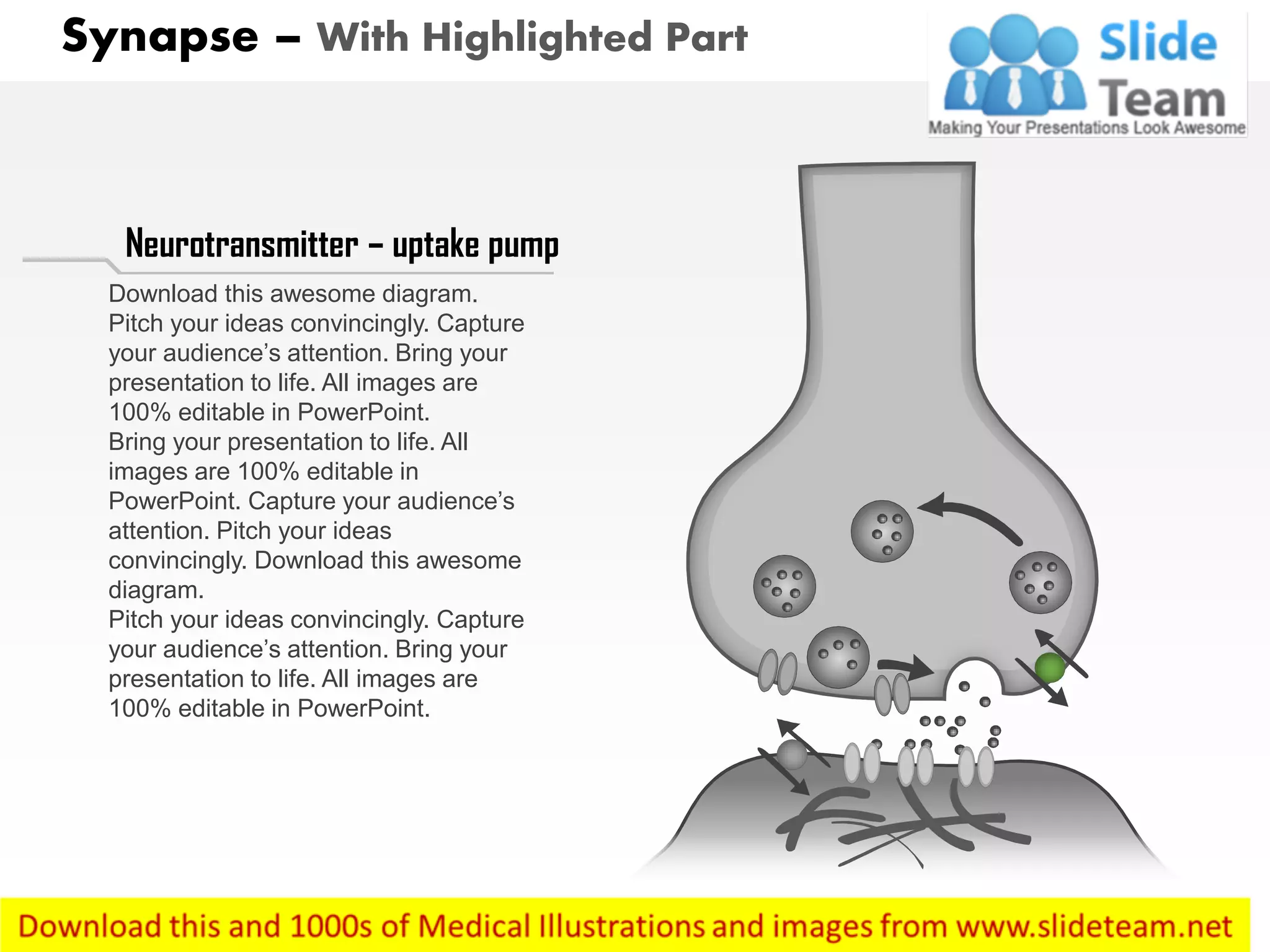 Synapse nervous system medical images for power point | PDF