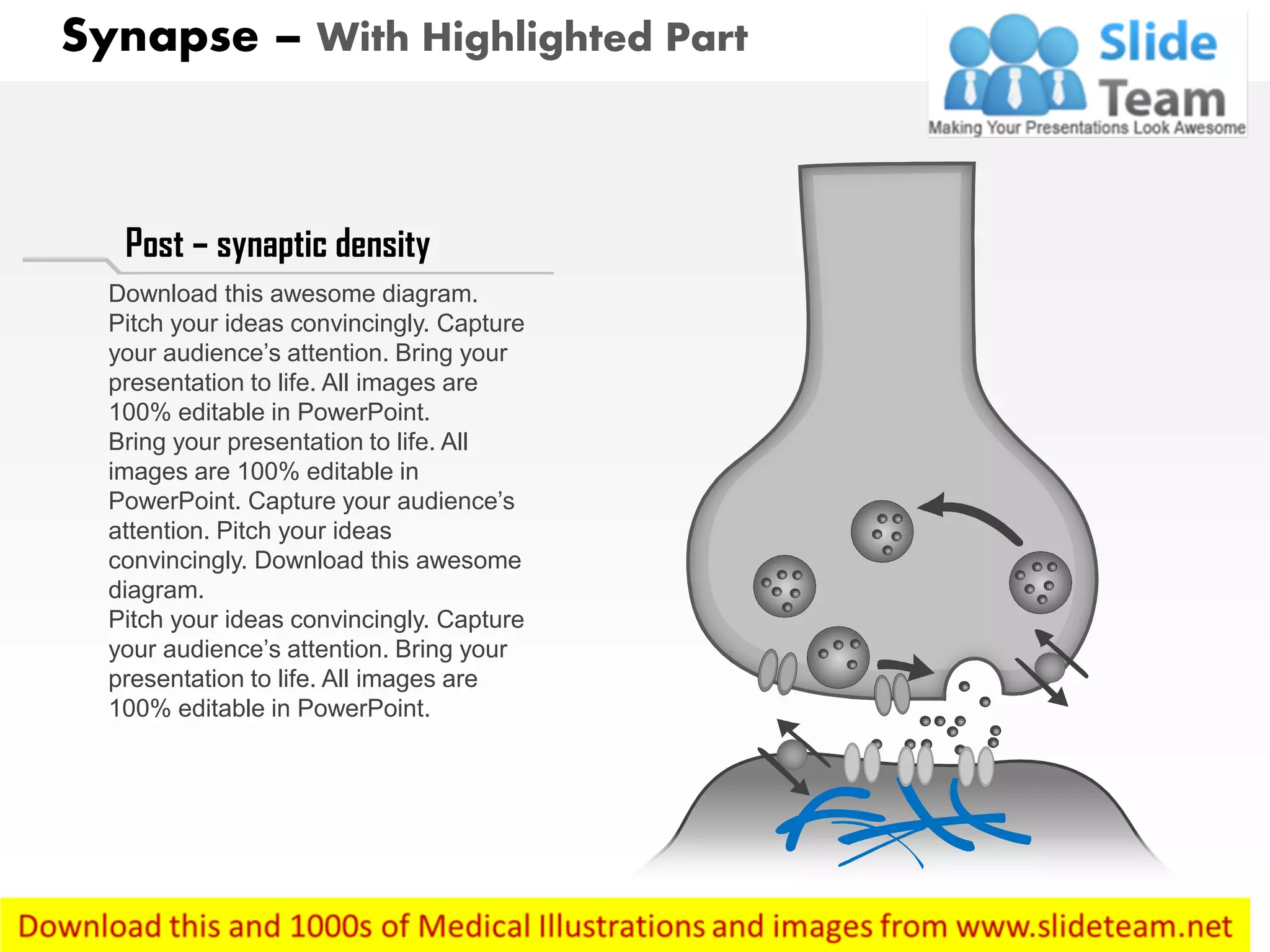 Synapse nervous system medical images for power point | PDF