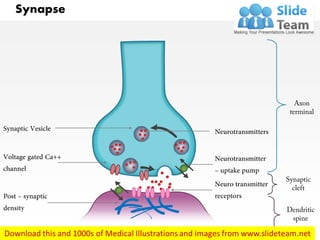 Synapse nervous system medical images for power point | PDF