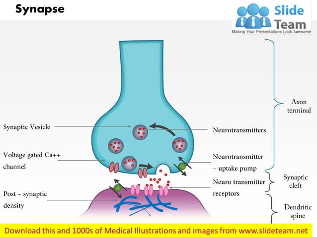 Synapse nervous system medical images for power point | PDF