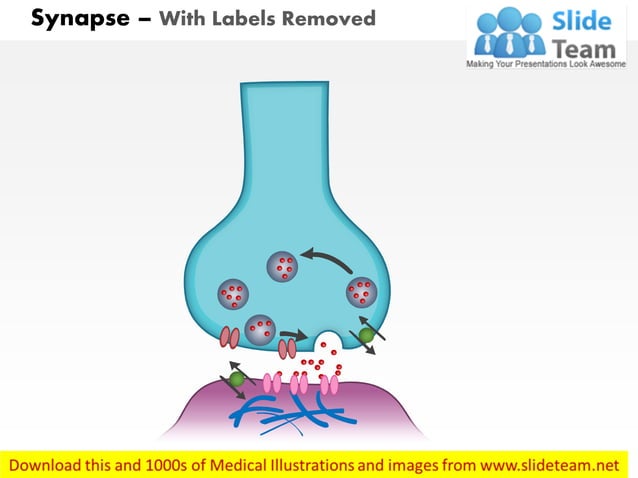 Synapse nervous system medical images for power point | PDF