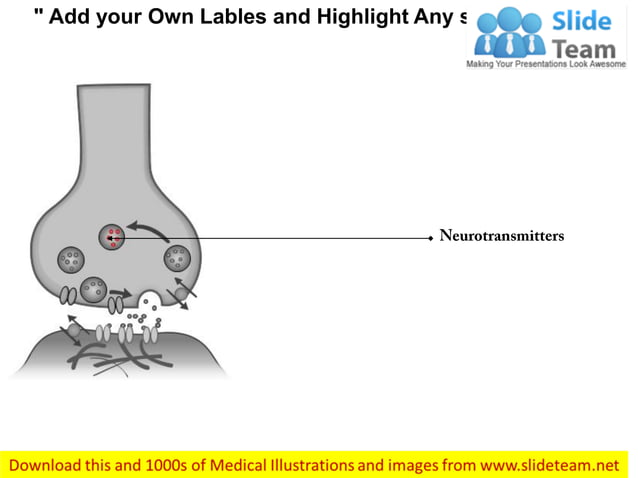 Synapse nervous system medical images for power point | PPT