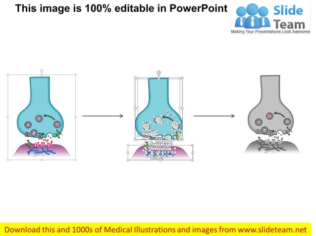 Synapse nervous system medical images for power point | PDF