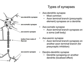 Axon Terminal Slide