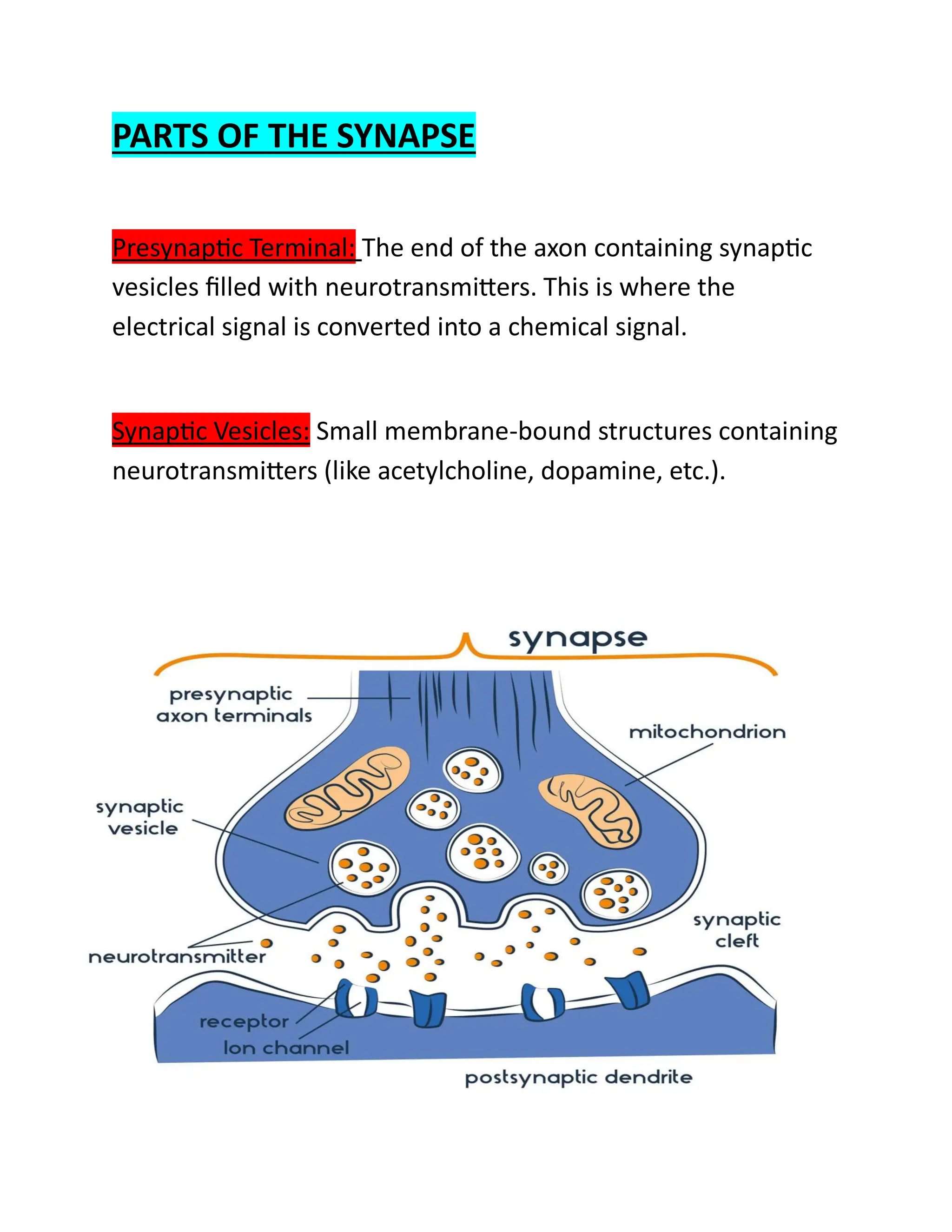 INTRODUCTION OF SYNAPSE ANATOMICAL TYPES OF SYNAPSE | PDF