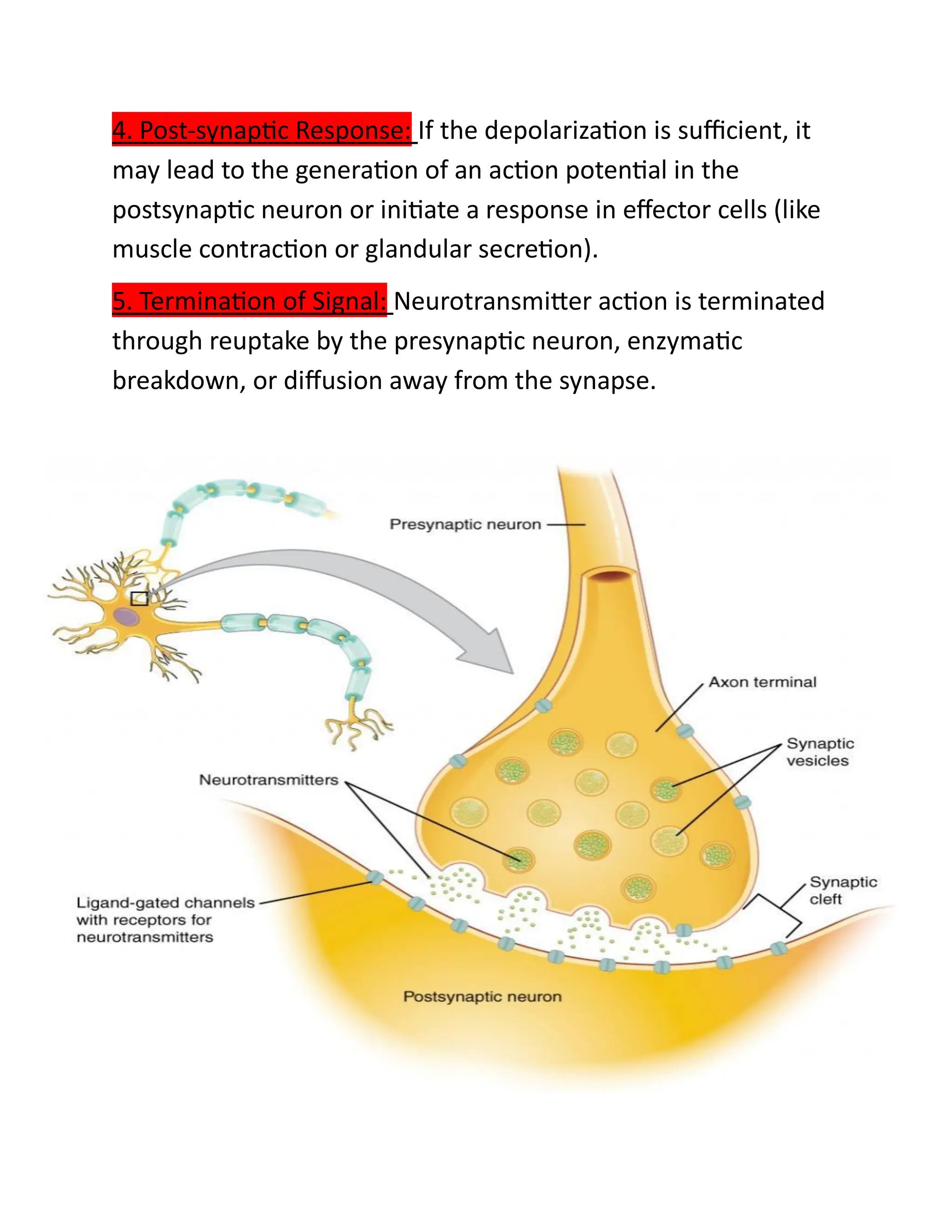INTRODUCTION OF SYNAPSE ANATOMICAL TYPES OF SYNAPSE | PDF