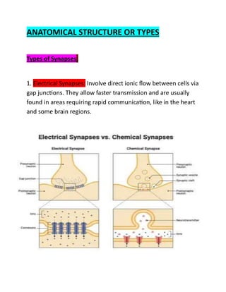 INTRODUCTION OF SYNAPSE ANATOMICAL TYPES OF SYNAPSE | PDF