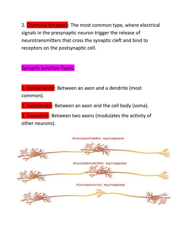 INTRODUCTION OF SYNAPSE ANATOMICAL TYPES OF SYNAPSE | PDF