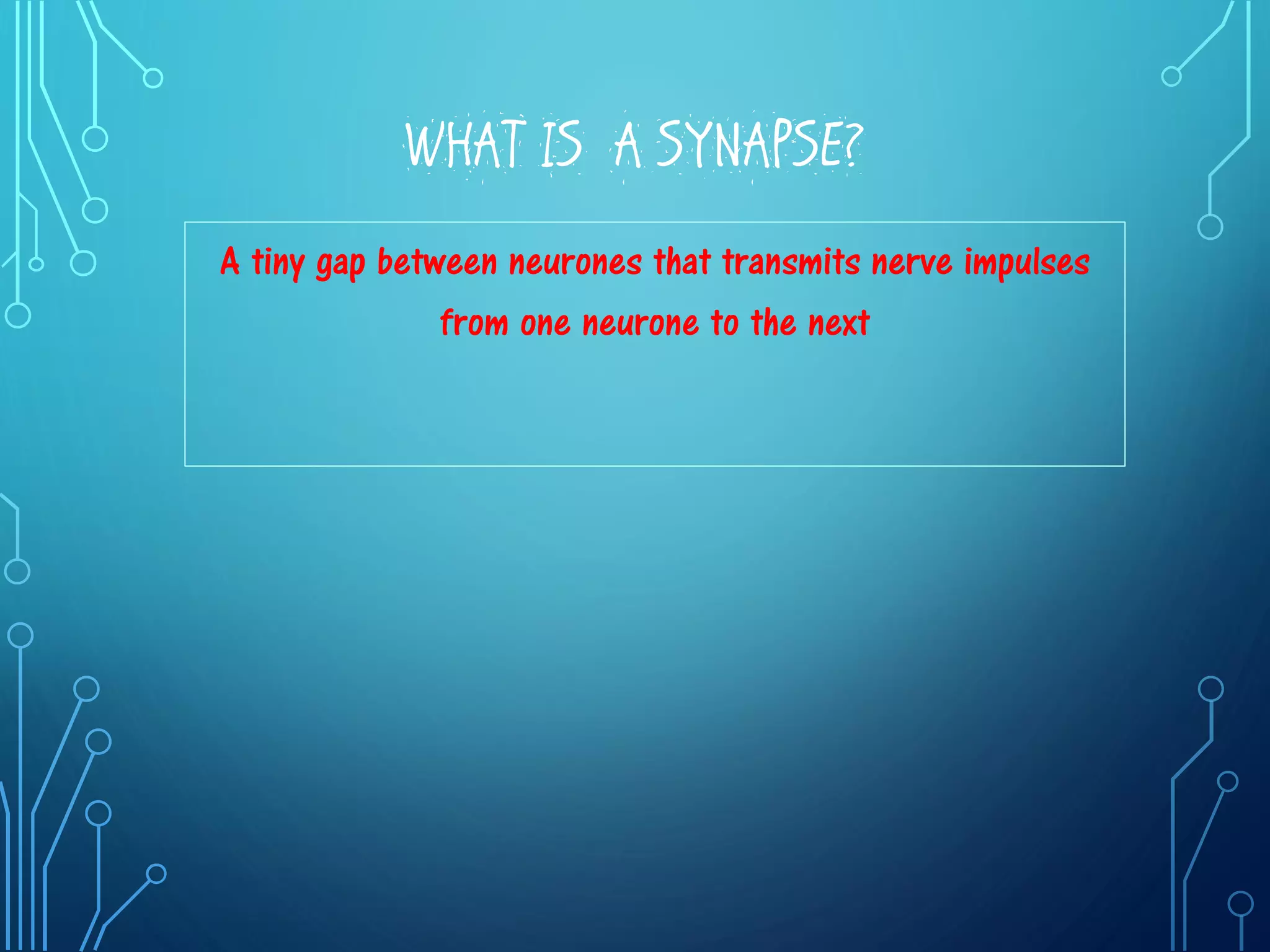 Synapses | PPT