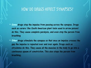 Synapses | PPT