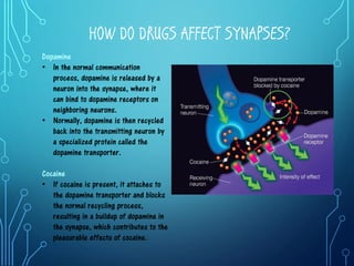Synapses | PPT