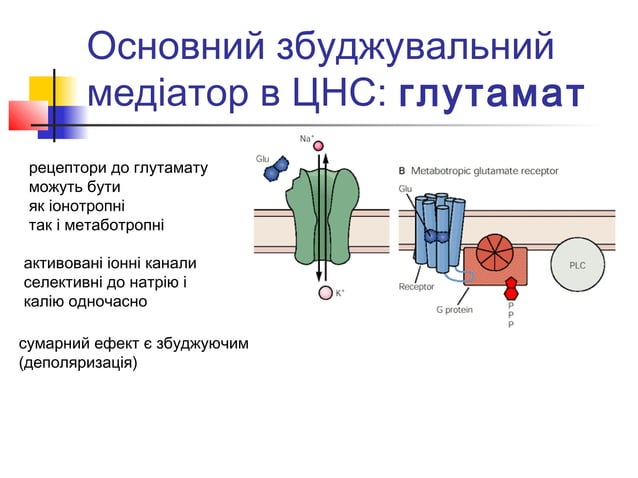 Synapses for genetics: short lecture | PPT