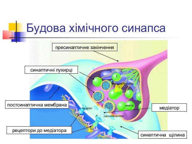 Synapses for genetics: short lecture