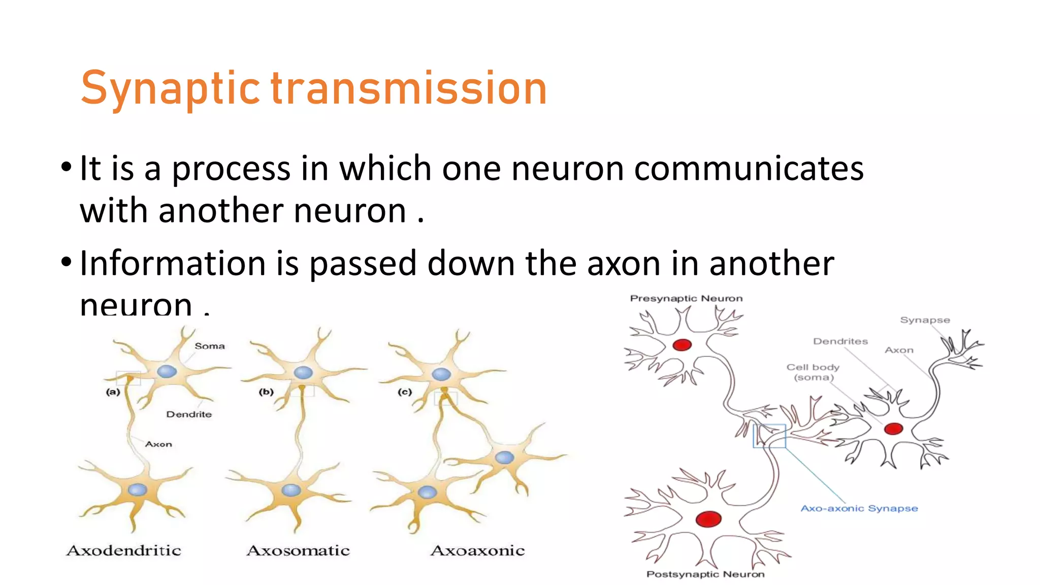 synapses and neuromascular junction | PPTX