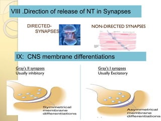 Synapses ppt | PPTX