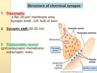 Synapses ppt | PPTX