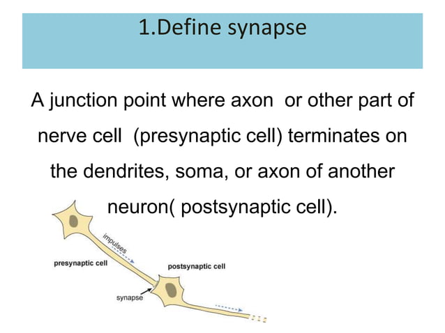Synapses ppt | PPTX