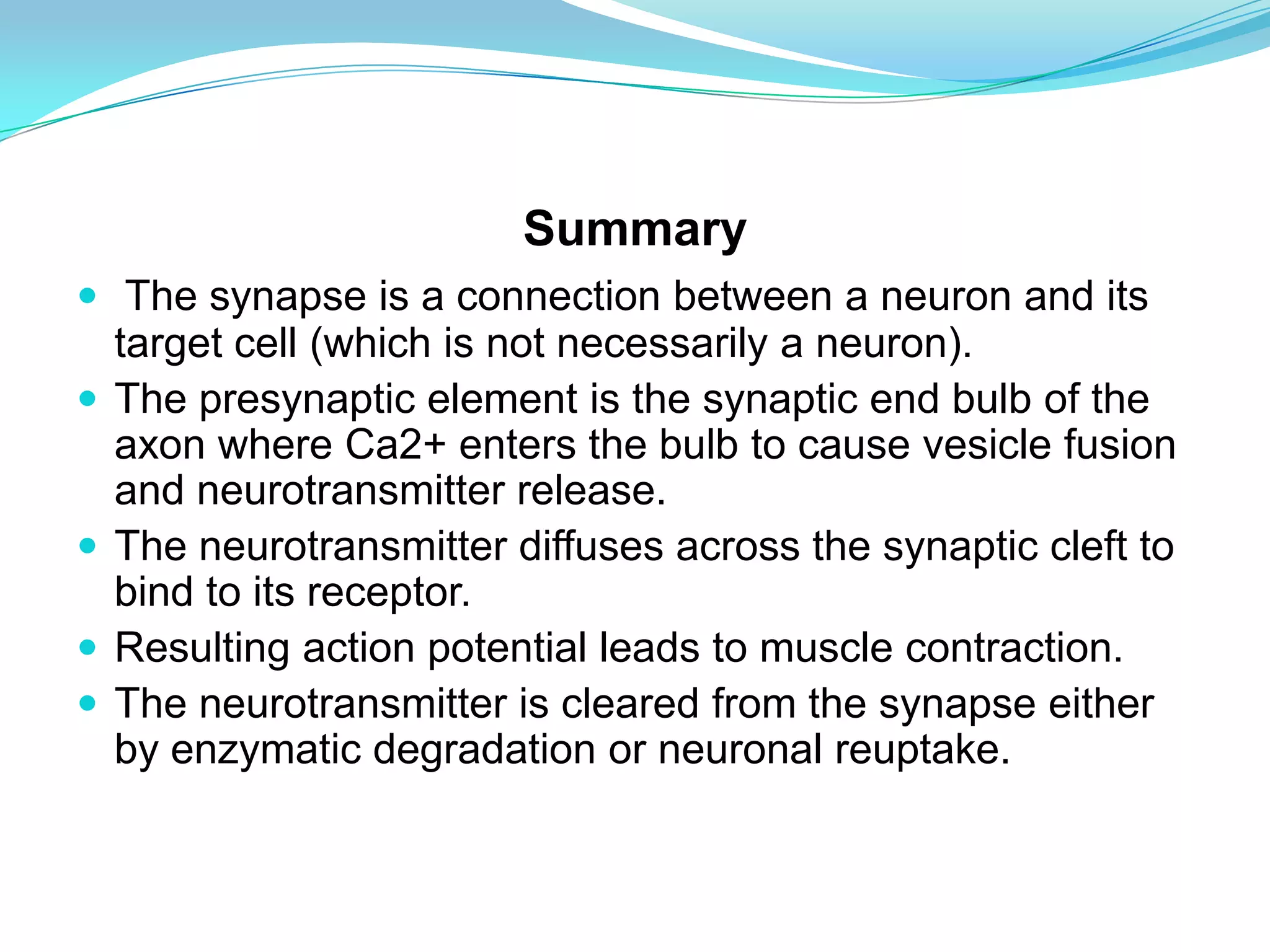 What is different about activities on the two sides of the synapse? | PPT