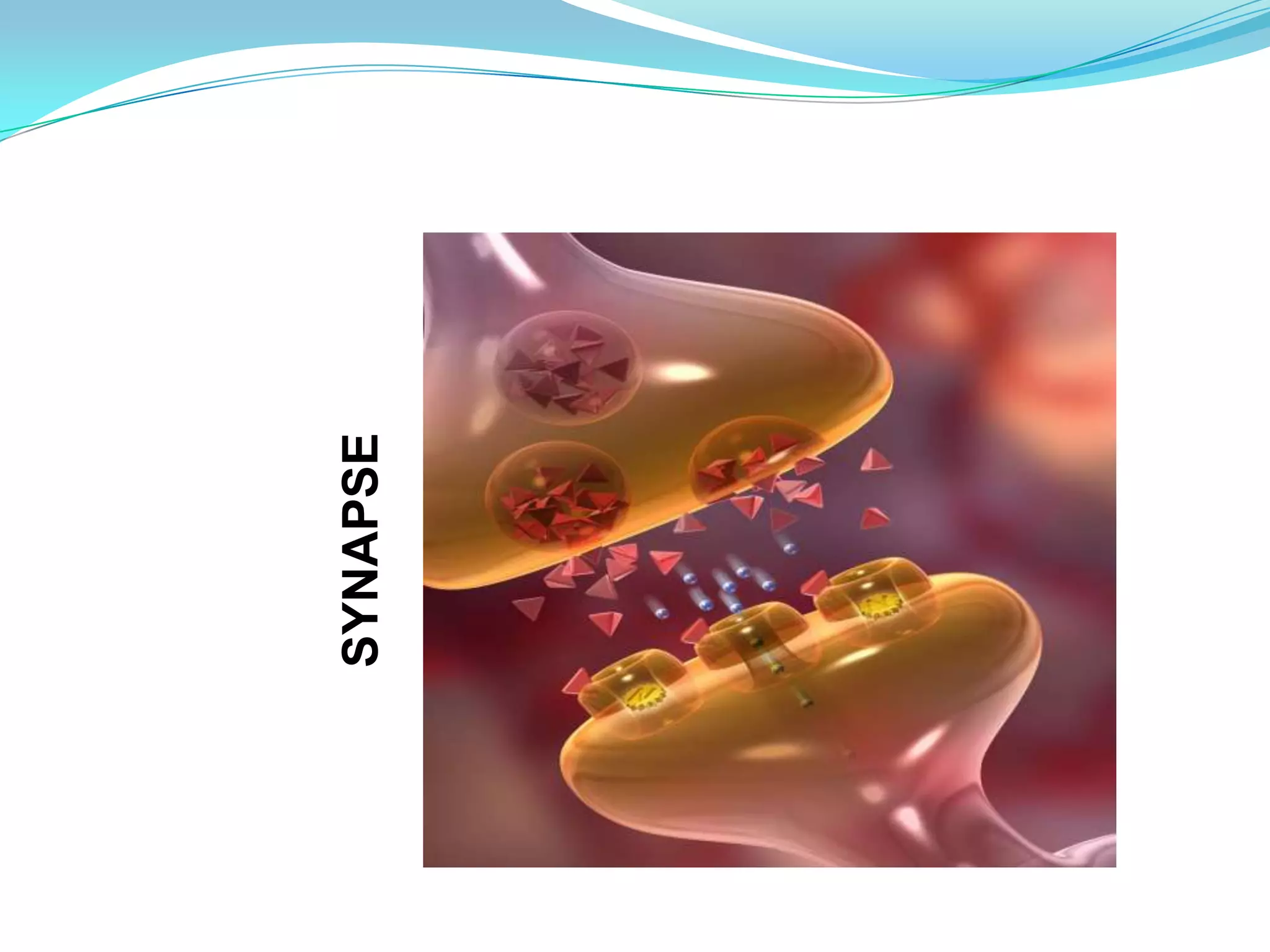What is different about activities on the two sides of the synapse? | PPT