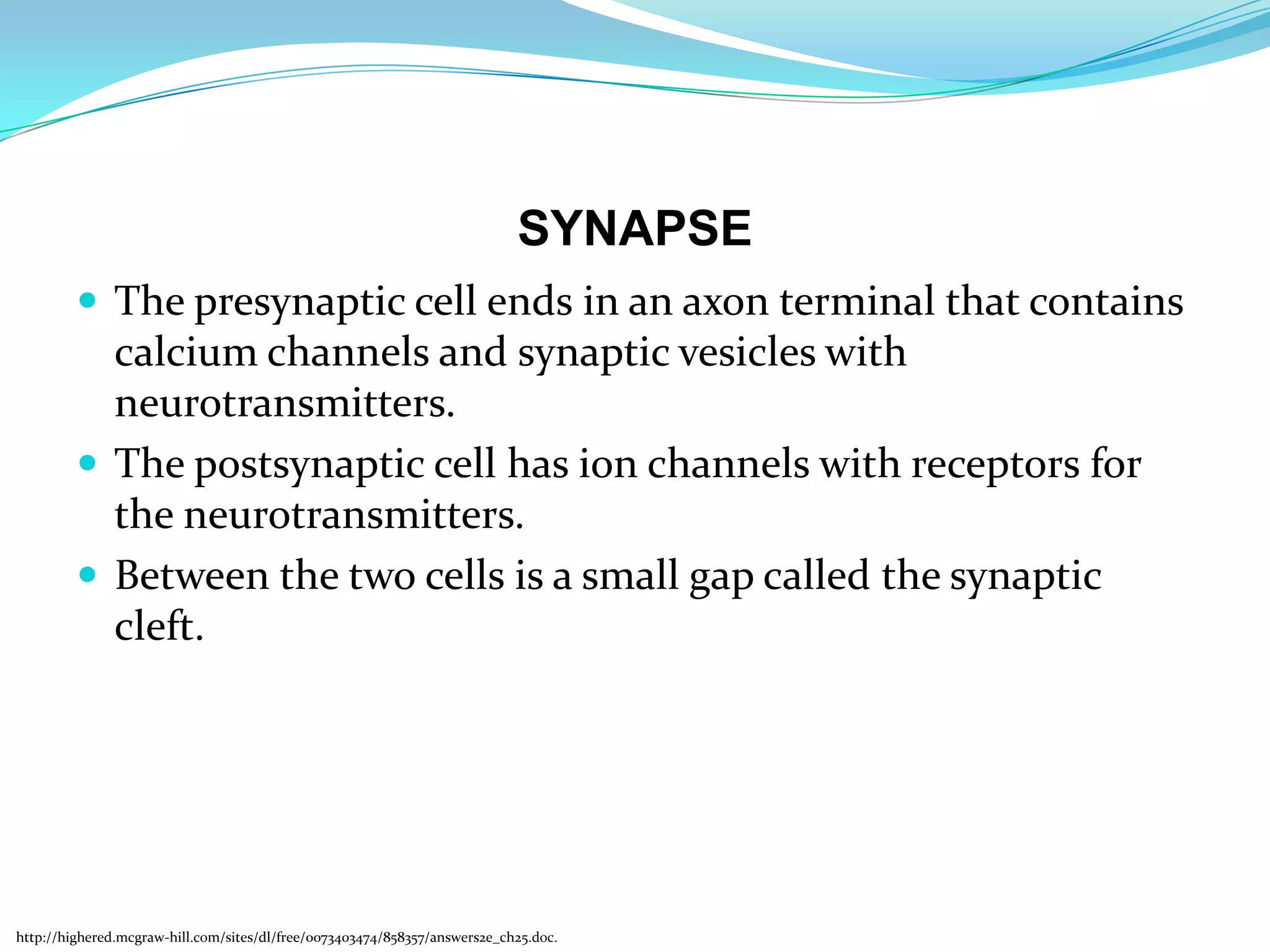 What is different about activities on the two sides of the synapse? | PPTX