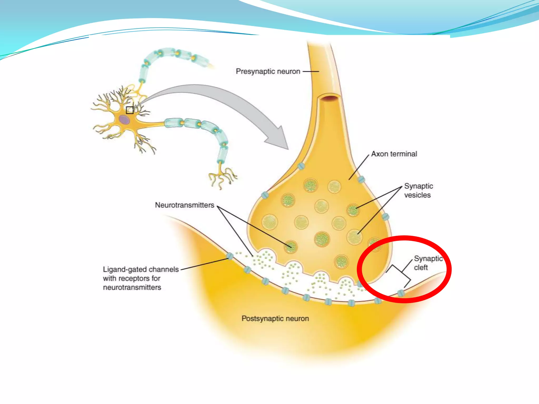 What is different about activities on the two sides of the synapse? | PPT