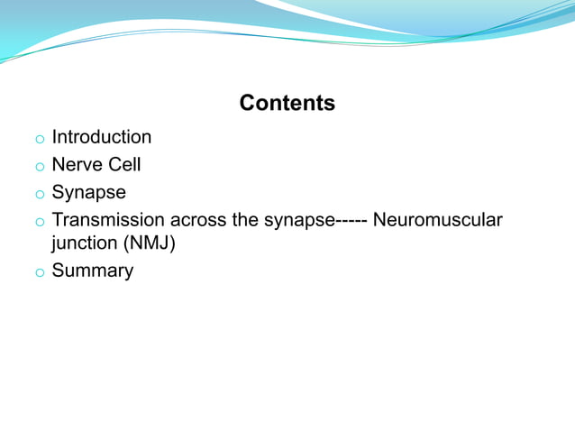 What is different about activities on the two sides of the synapse? | PPT