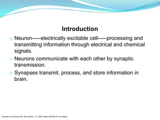 What is different about activities on the two sides of the synapse? | PPT