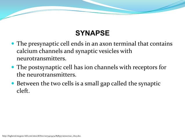 What is different about activities on the two sides of the synapse? | PPT