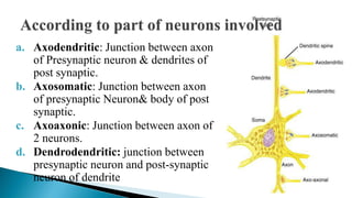 synaptic-transmission-compressed.pdfffff | PPT