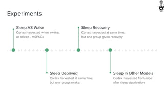 Synaptic homeostasis hypothesis synaptic depression during sleep | PDF