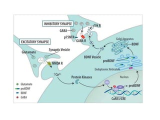 Synaptic integration, Types of synapses, EPSP and IPSP | PPTX