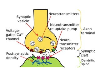 Synaptic integration, Types of synapses, EPSP and IPSP | PPTX