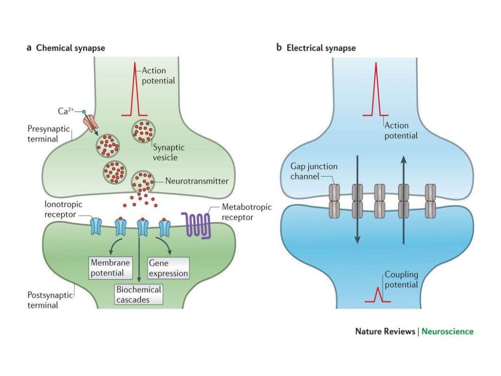 Synaptic integration, Types of synapses, EPSP and IPSP
