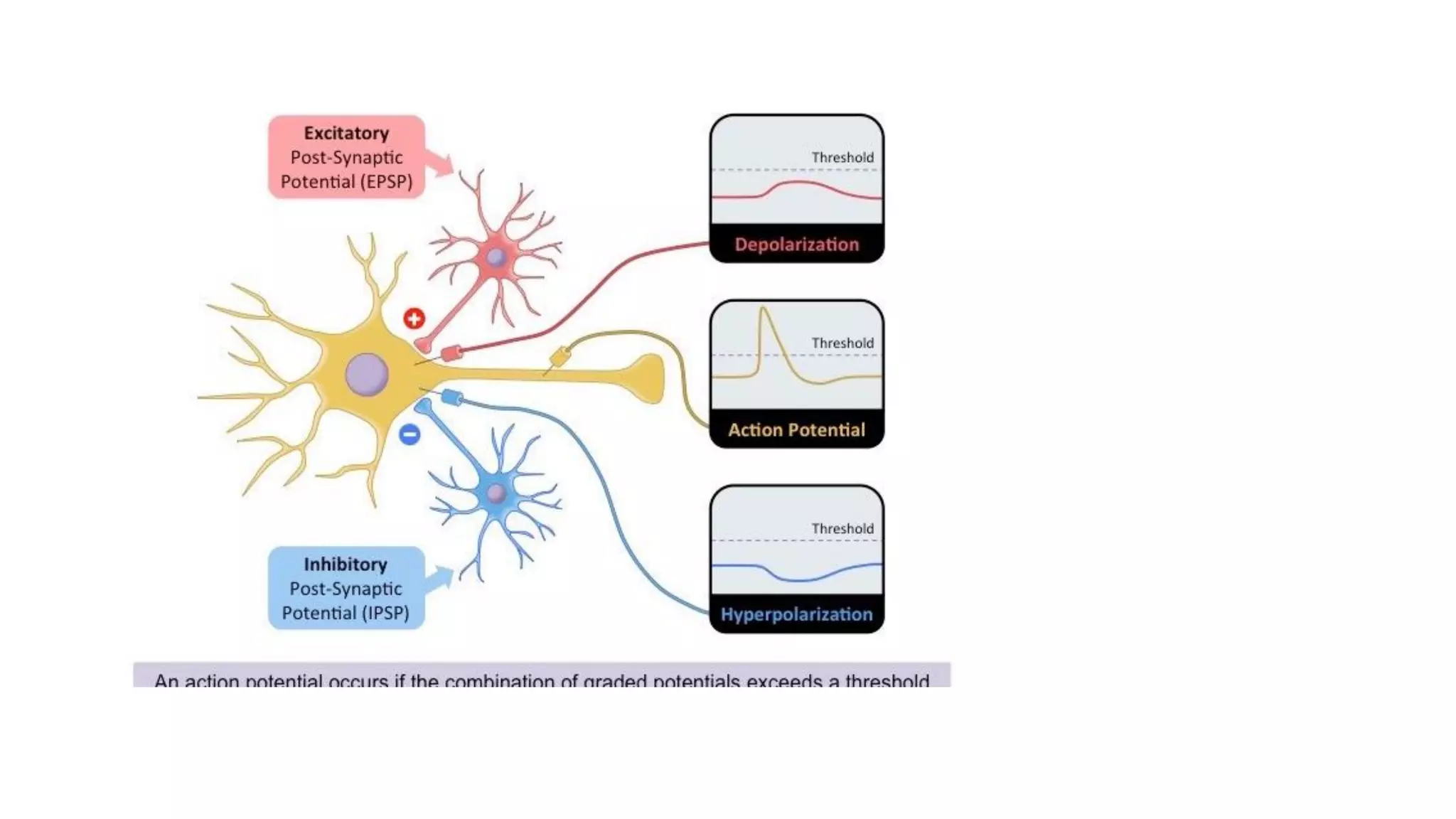 Synaptic integration & Synaptic Potential | PDF