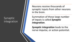Synaptic integration & Synaptic Potential | PDF